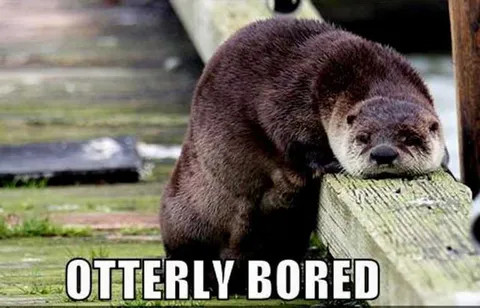 21 Funny Pictures Of Otters