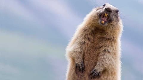 35 Pictures Of Funny Animals