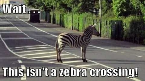 31 Hilarious And Funny Animal Pics That Are Amoosing