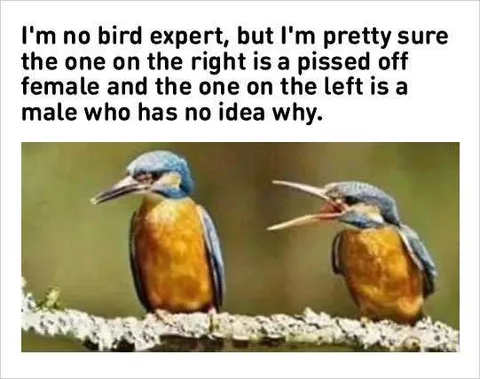 36 Funny Bird Memes