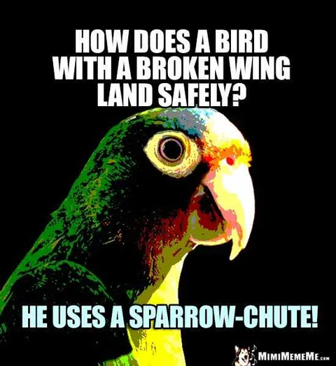 36 Funny Bird Memes