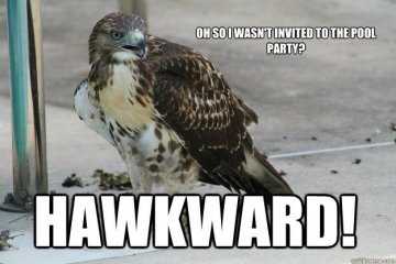 36 Funny Bird Memes