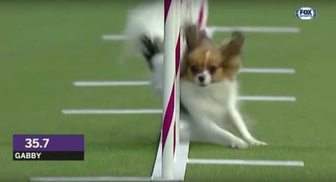 38 Funniest Memes About Dog Shows