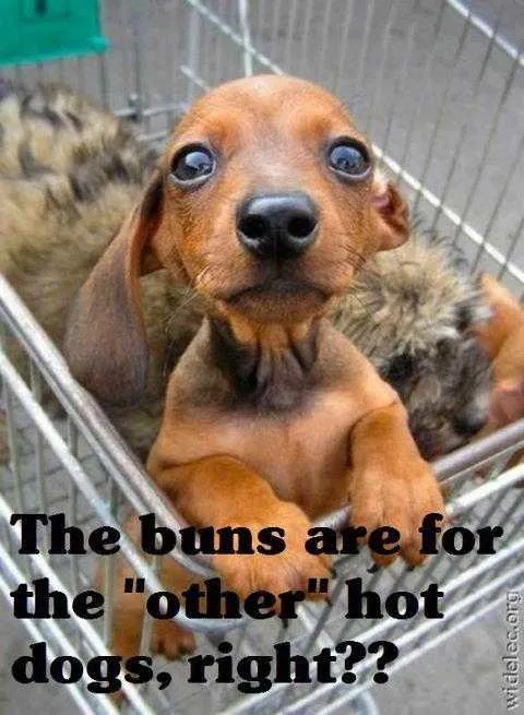 33 Hilarious Dog Pictures