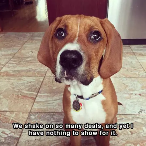 33 Hilarious Dog Pictures