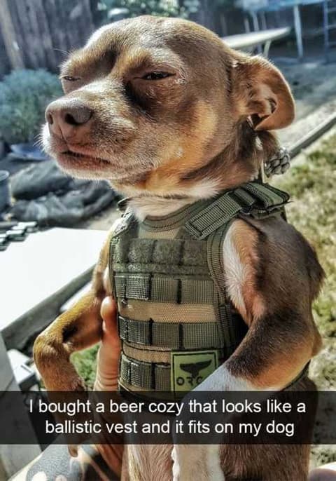 33 Hilarious Dog Pictures