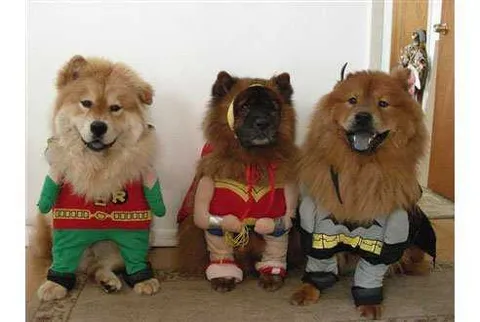 33 Hilarious Dog Pictures