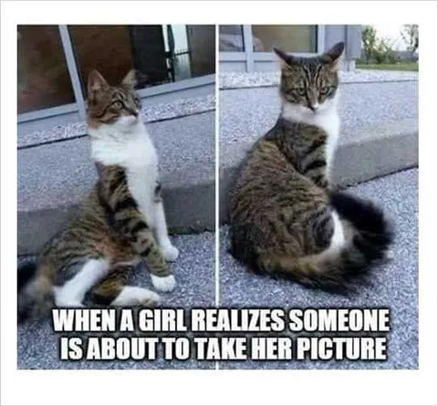 22 Cats That Are Full Of Cattitude