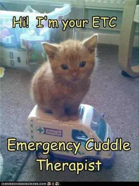 27 Funny Cat And Dog Memes That Are Just Purrfection