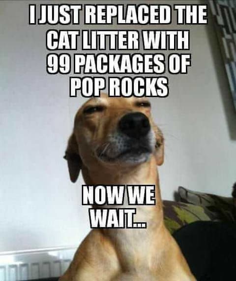 36 Funny Animal Pics And Memes That Will Help You Survive The Week