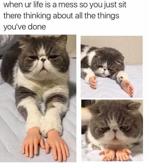 23 Funny Cats To Tide You Over Until Caturday