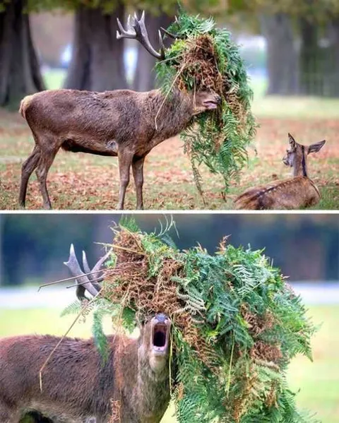 24 Funny Animal Memes To Help You Procrastinate