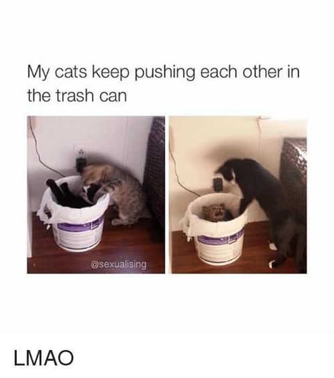 28 Cute And Funny Animal Pictures For An Aww Moment
