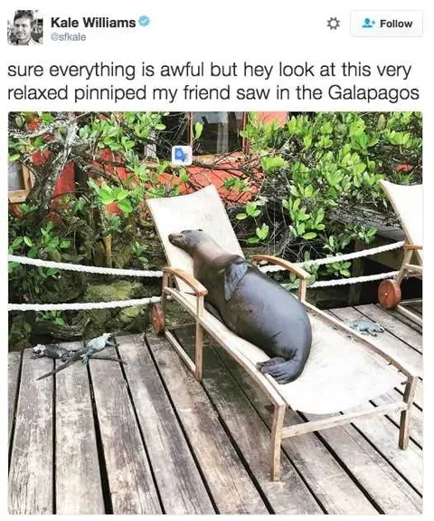 24 Funny Animal Memes To Help You Procrastinate