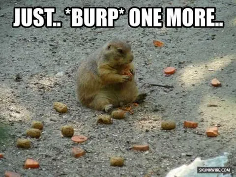 30 Funny Animals So Cute It's A Crime