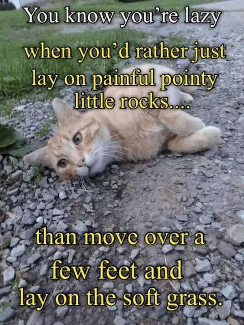 35 Of The Laziest Funny Animals You've Ever Seen