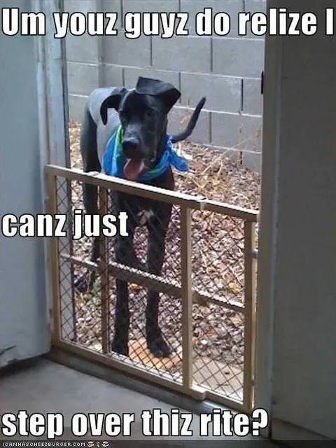 20 Animal Pictures That Are Purrfectly Funny