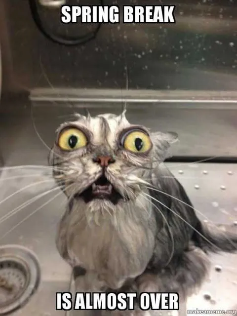 32 Funny Spring Break Memes | The Funny Beaver