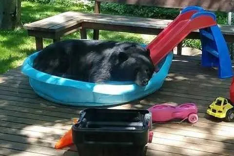 20 Pictures Of Adorable Animals Playing In A Pool And Having A Tail ...