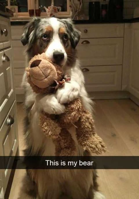 30 Funny Snapchat Animals That'll Make You Go Bonkers