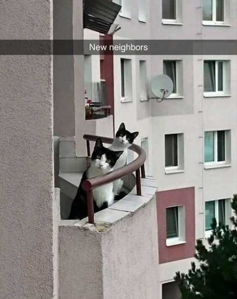 30 Funny Snapchat Animals That'll Make You Go Bonkers