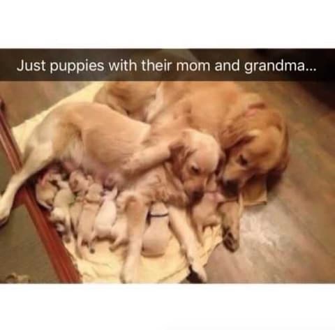 30 Funny Snapchat Animals That'll Make You Go Bonkers