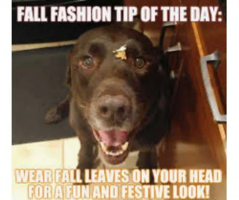 23 Autumn Equinox Memes You'll Fall In Love With