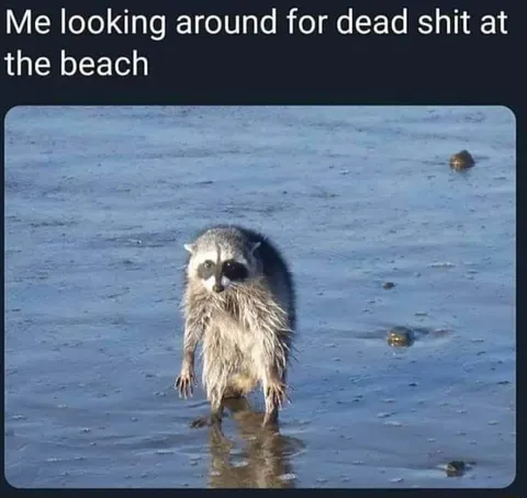 24 Funny Beach Memes Because It's That Time