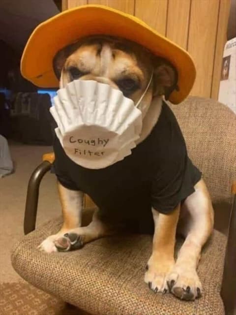 Top 22 Funny Animal Pics With Sayings To Share