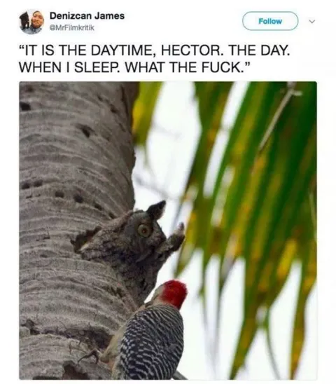 30 Great Bird Memes That Show Just How Superior Birds Are