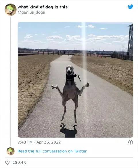 35 Hilarious Snapshots Of Dogs In Their Silliest Moments