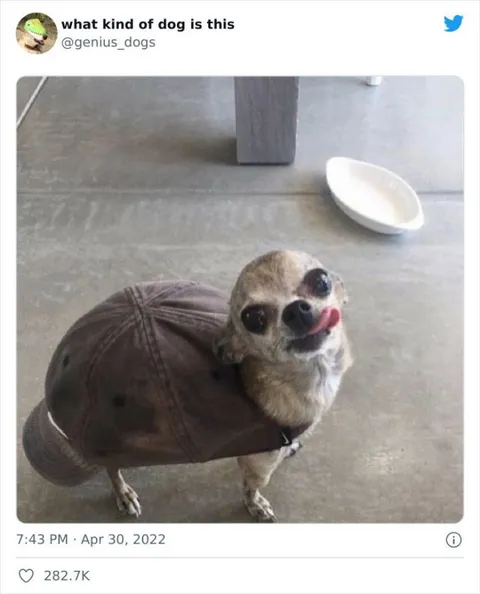 35 Hilarious Snapshots Of Dogs In Their Silliest Moments