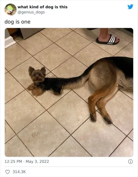 35 Hilarious Snapshots Of Dogs In Their Silliest Moments