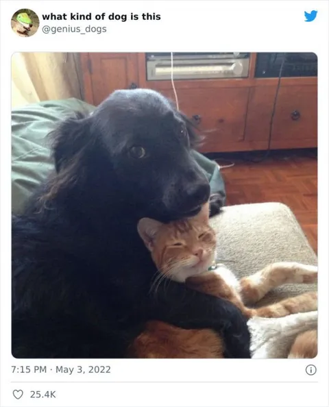 35 Hilarious Snapshots Of Dogs In Their Silliest Moments