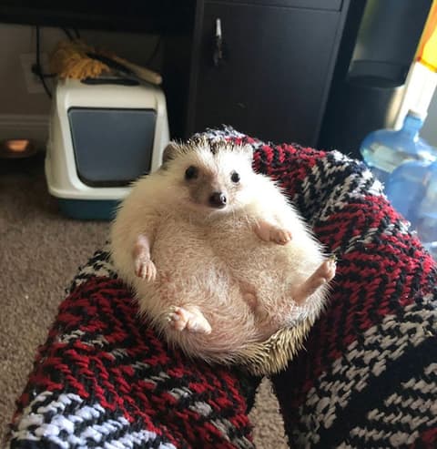 30 Extremely Adorable And Cute Pregnant Animals