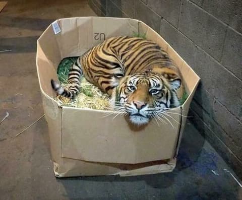 30 Hilariously Goofy Animals To Brighten Up Your Day