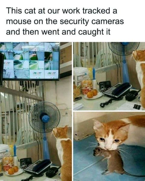 30 Totally Random And Hilarious Pictures That Make No Sense