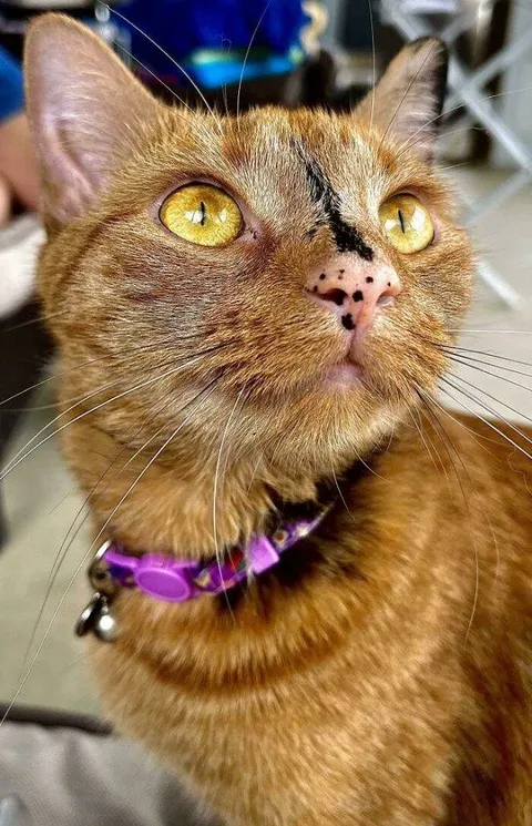 30 Amazing Pictures Of Ginger Cats