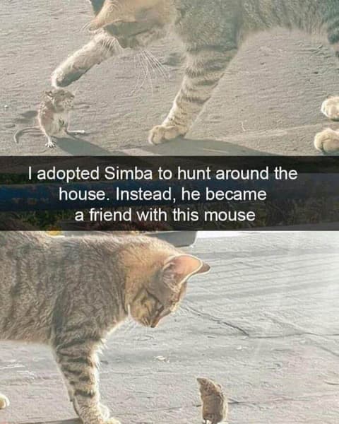 30 Hilariously Goofy Animals To Brighten Up Your Day