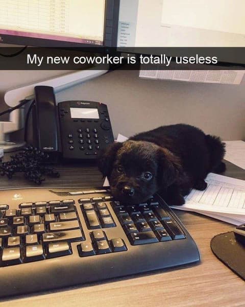 30 Hilariously Goofy Animals To Brighten Up Your Day