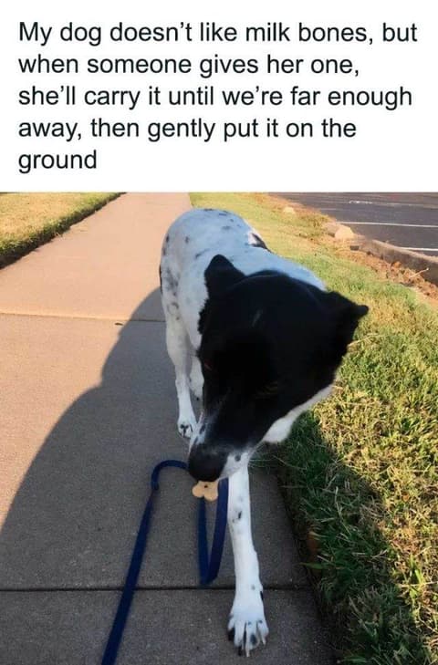 30 Ridiculously Goofy Animals To Instantly Lift Your Mood