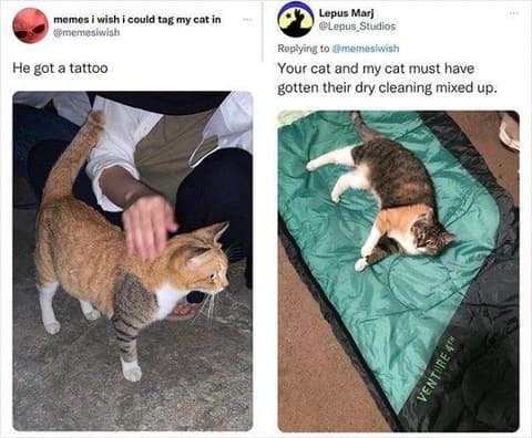 30 Ridiculously Goofy Animals To Instantly Lift Your Mood