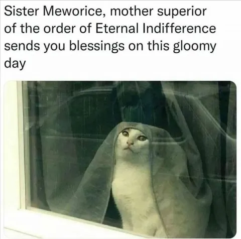 30 Hilarious Cat Posts And Memes