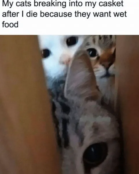 30 Insanely Funny Cat Memes For True Cat Enthusiasts