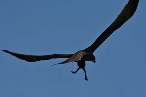 30 Hilarious Failed Bird Photography Attempts