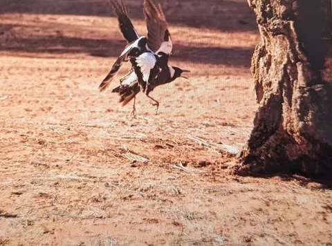 30 Hilarious Failed Bird Photography Attempts