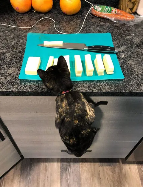 30 Funny Moments When Pets Failed At Food Theft