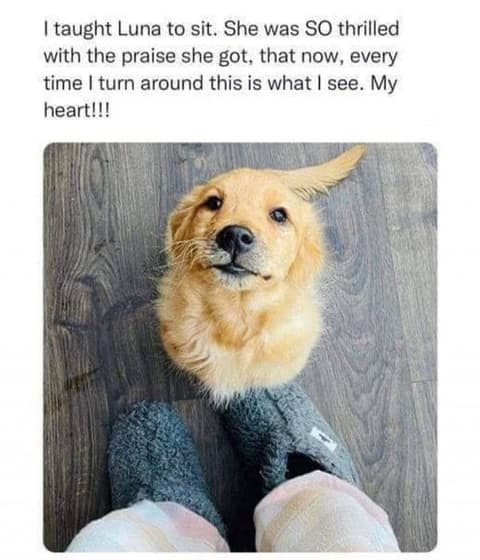 30 Memes That Dog Owners May Find Humorously Relatable