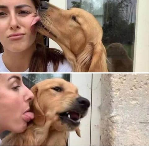 30 Hilarious Pups That Left Their Owners Scratching