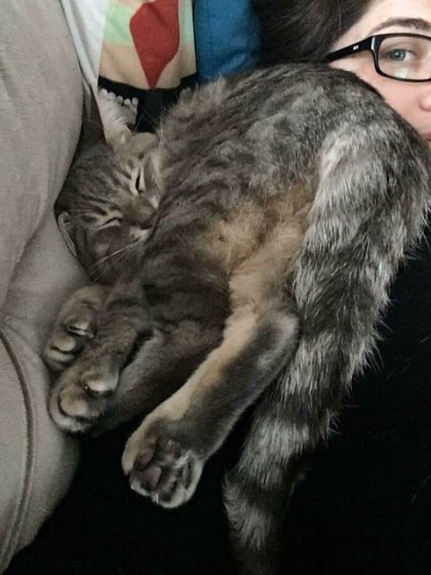 30 Incredibly Cute Pictures Of Pets Enjoying A Nap